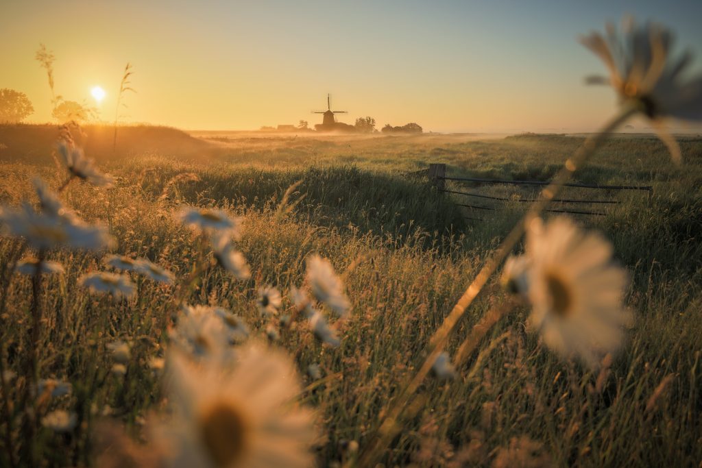 De eilandspolder ontwaakt - Eefje John - Agri Trader Foto van het Jaar